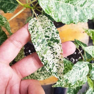 Ficus Snowstorm “blizzard” Starter Plant **(ALL Plants Require You to ...