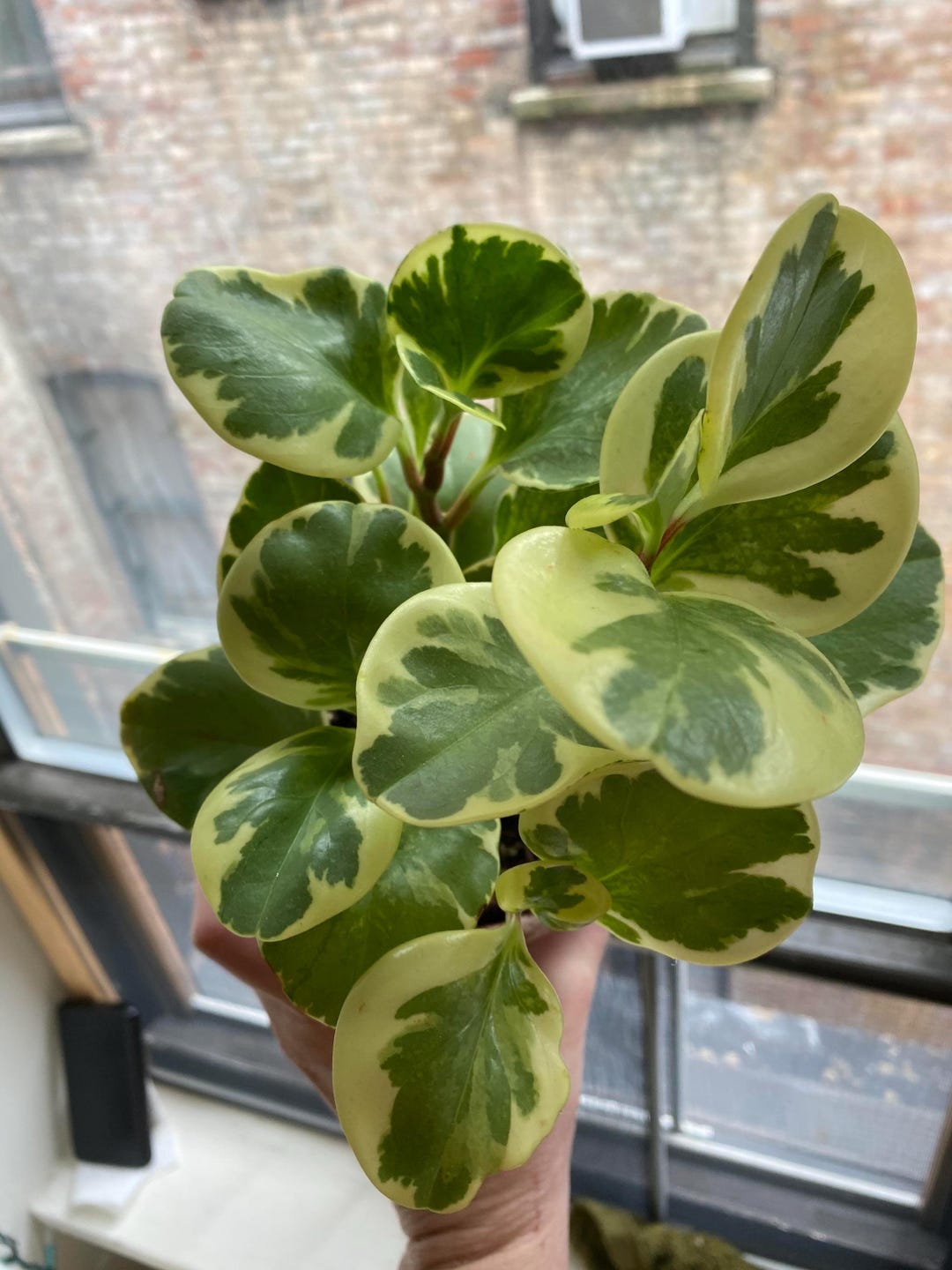 Peperomia Golden Gate 4” Plant **(ALL Plants Require You to Purchase ...