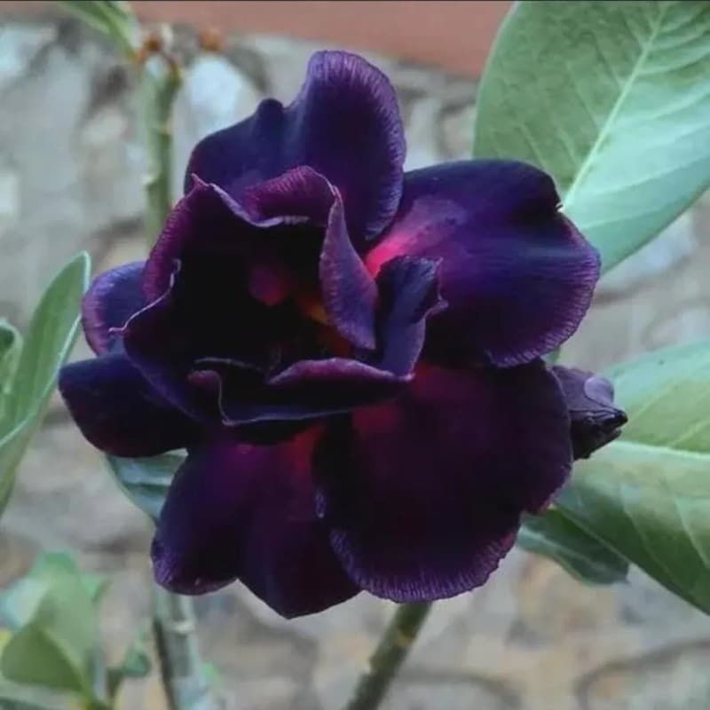 Rose Flowering Plant - Etsy