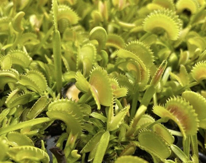 Dionaea Dente Starter Plant ALL Plants Require You to Purchase ANY 2 ...