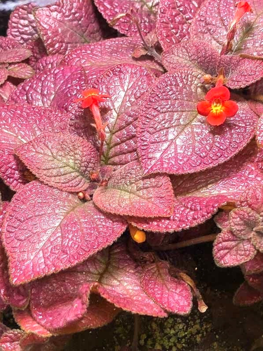 Episcia Pink Strawberry Mist Variegated Flowering African Violet ...