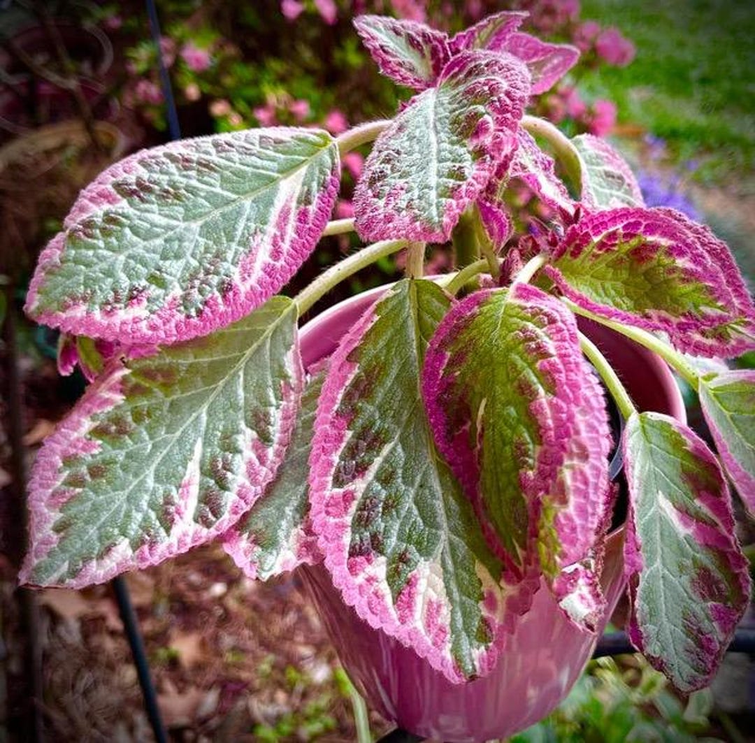Episcia “cleopatra” Variegated Flowering African Violet Starter Plant ...