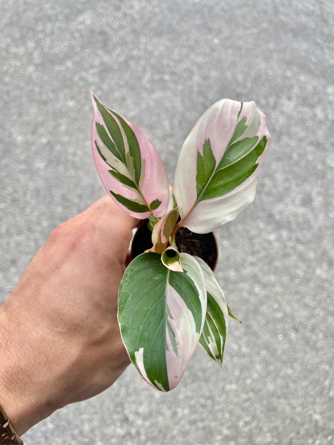 Variegated Maranta Pink Arundinacea Arrowroot 2” Plant **(ALL Plants ...