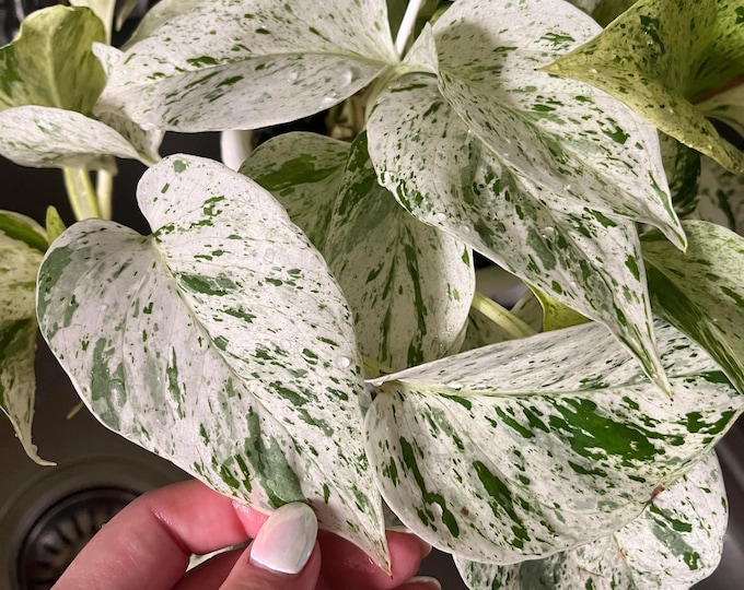 Pothos Snow Queen Rare Plant 4” Pot - Etsy