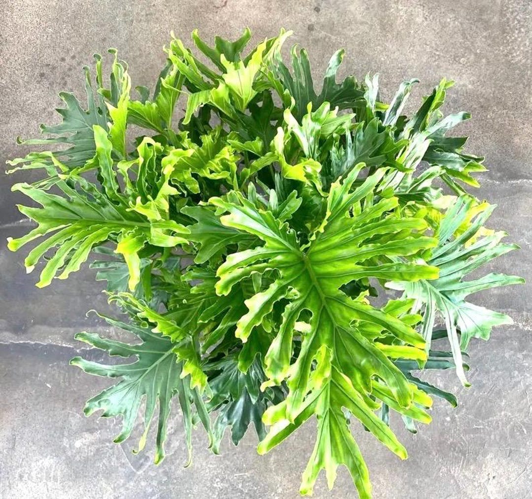 Philodendron Lickity Split Starter Plant **(ALL Plants Require You to ...