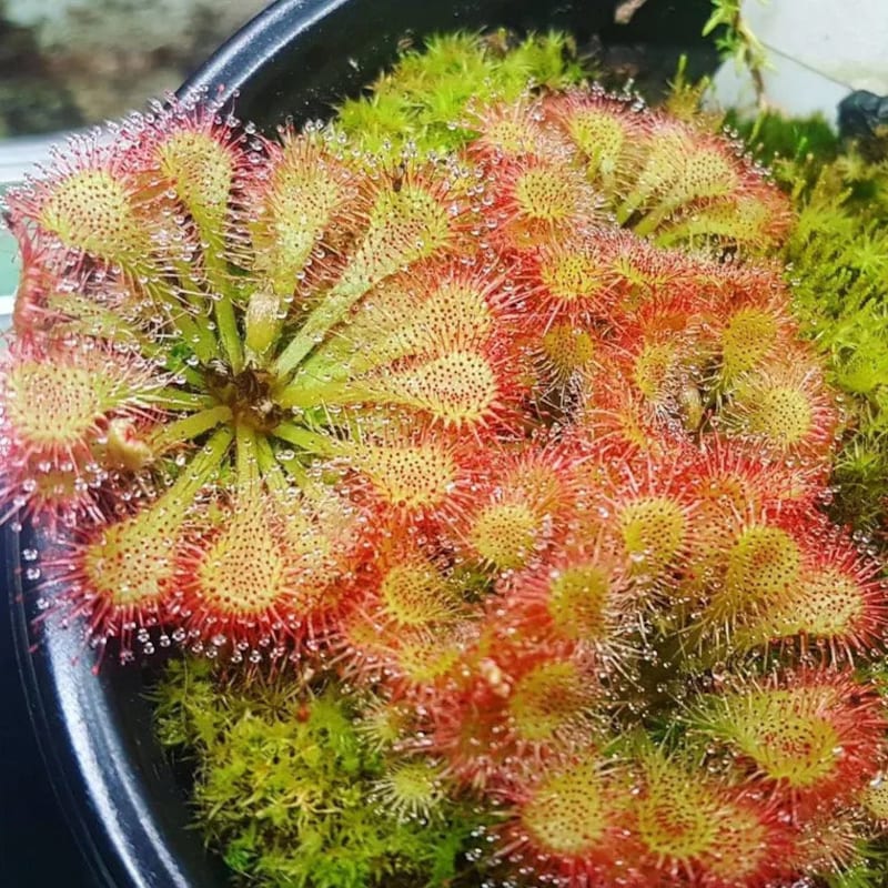 Sundew Plant Drosera - Etsy