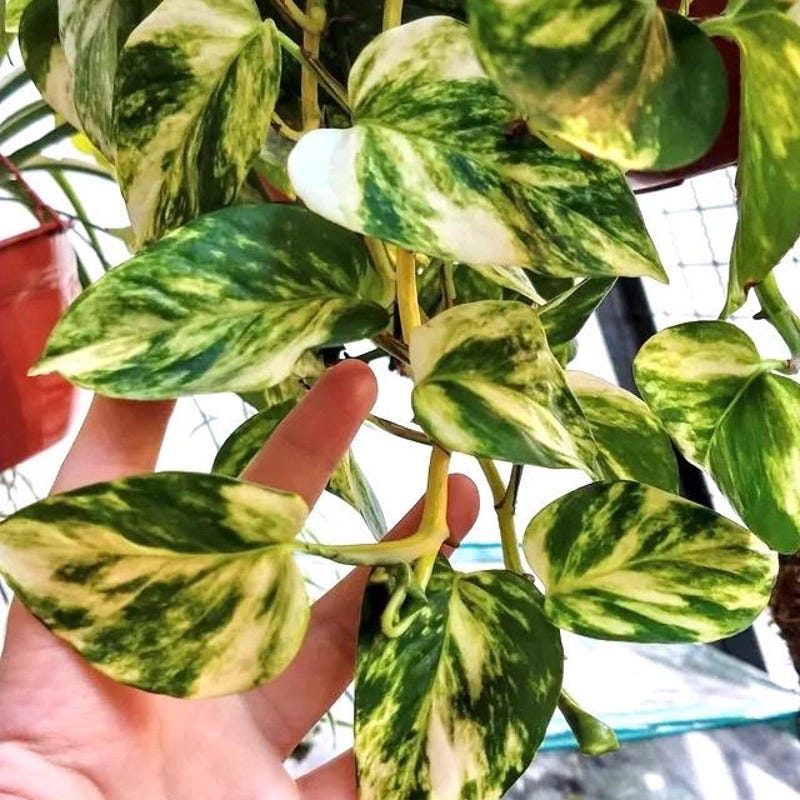 Golden Pothos - Etsy