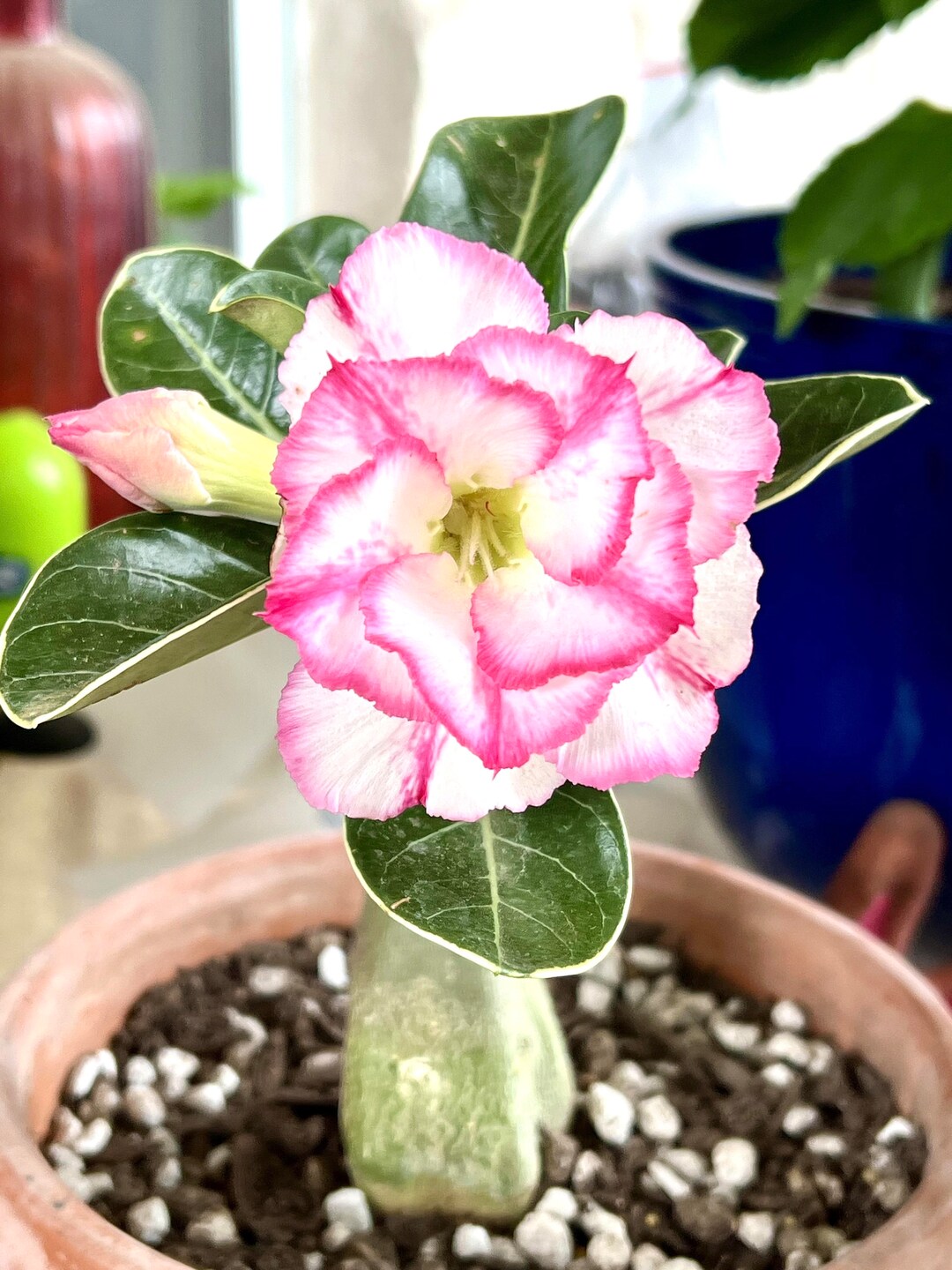 Desert Rose Border Adenium Obesum Starter Plant **(ALL Plants Require ...