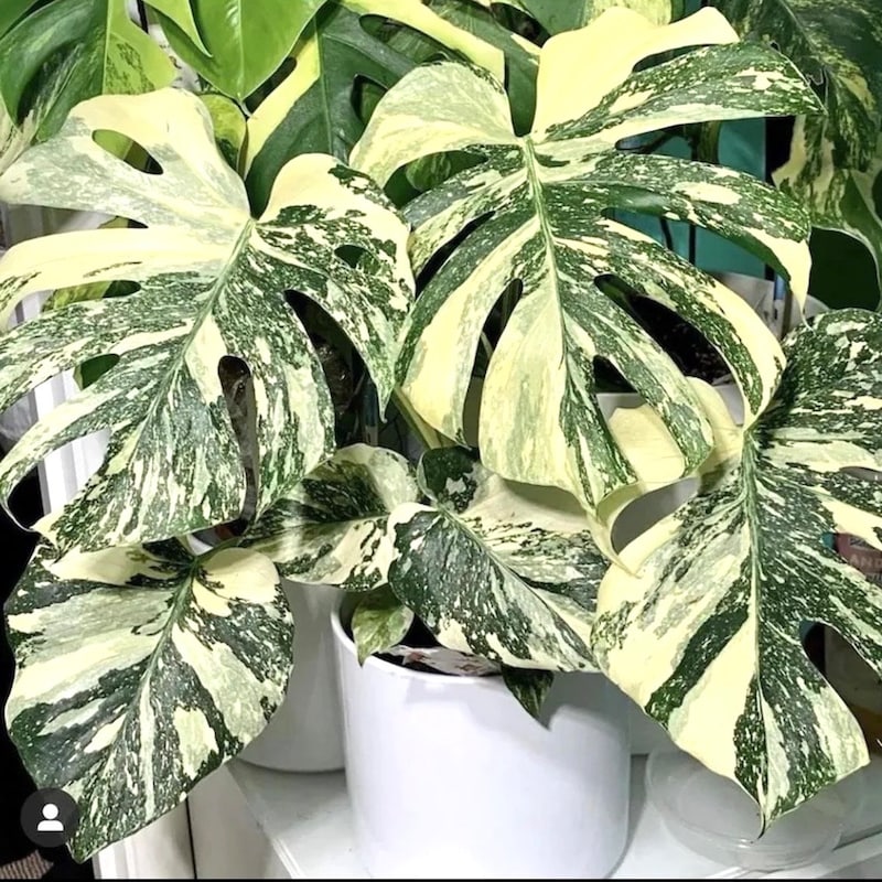 Thai Houseplants - Etsy