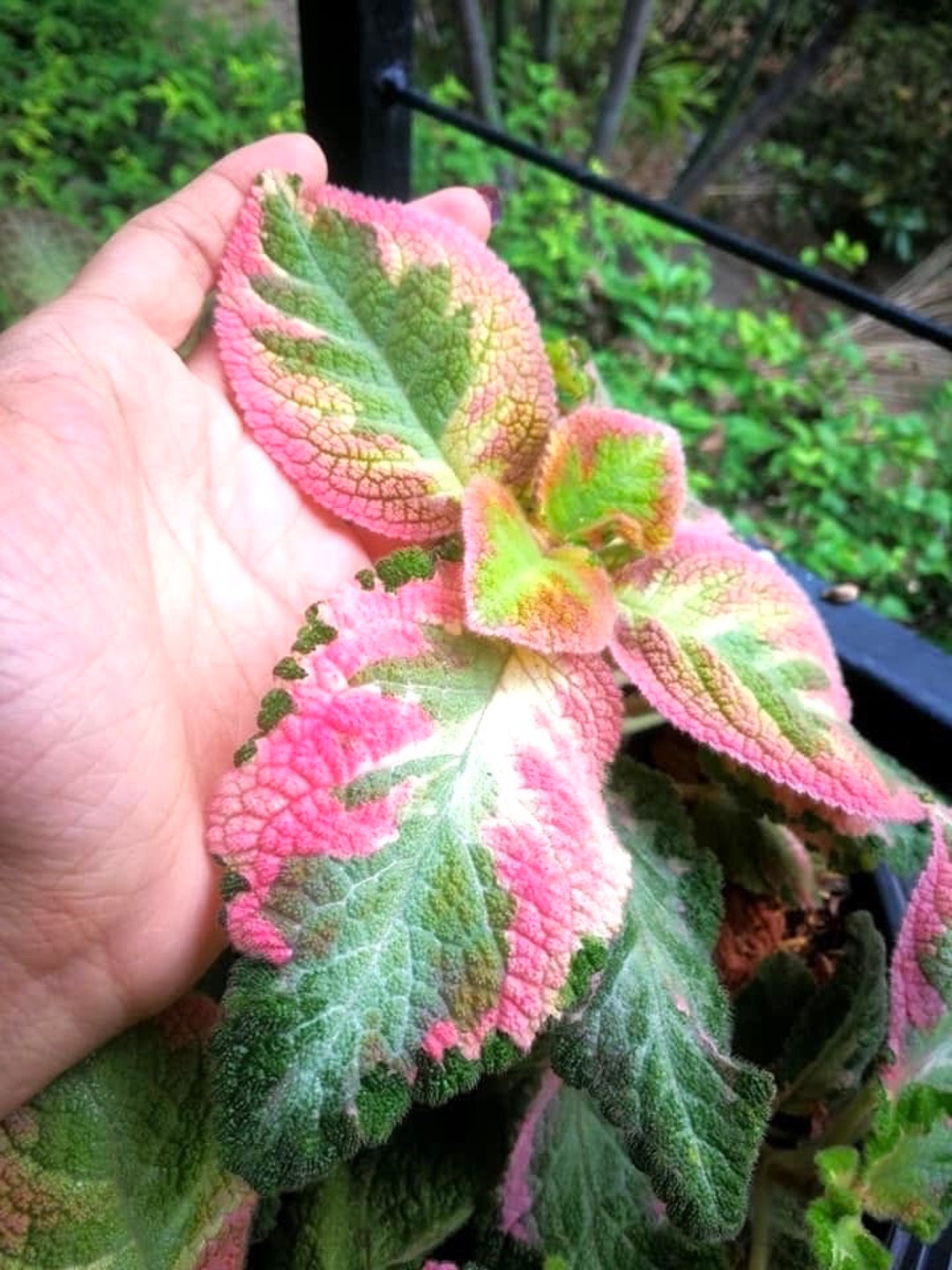 Episcia Pink Picasso Variegated Flowering African Violet Starter Plant ...