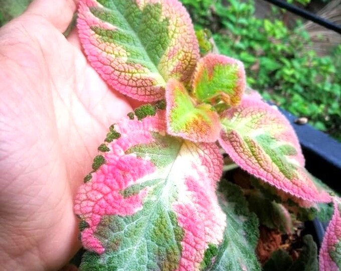Episcia Pink Picasso Variegated Flowering African Violet Starter Plant ...