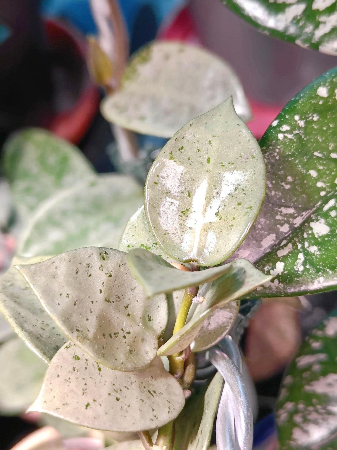 Hoya Lacunosa Silver Mint Coin 2” Plant (ALL PLANTS Require You to ...