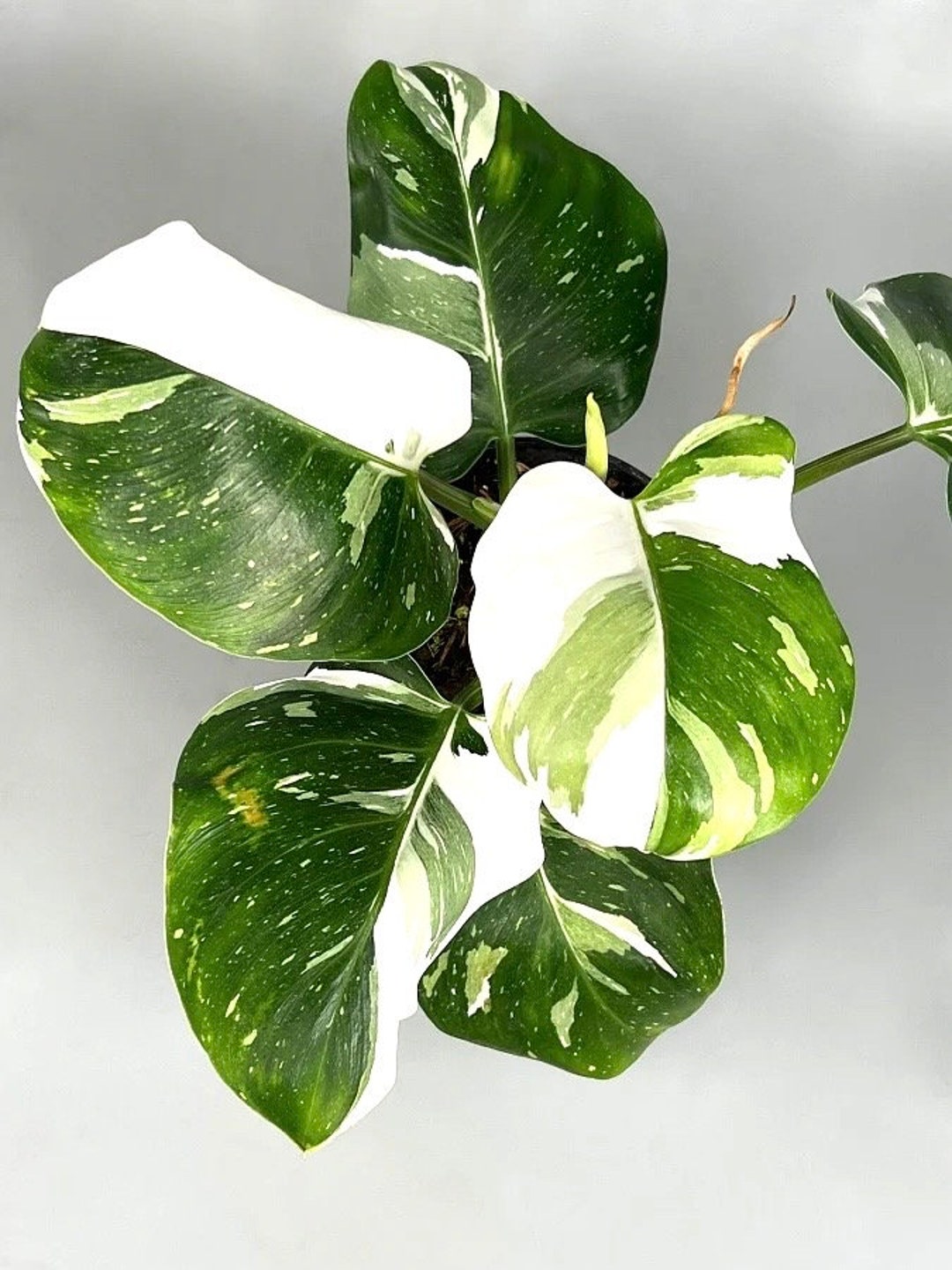 Philodendron White Wizard High Variegated Starter Plant **(ALL Plants ...