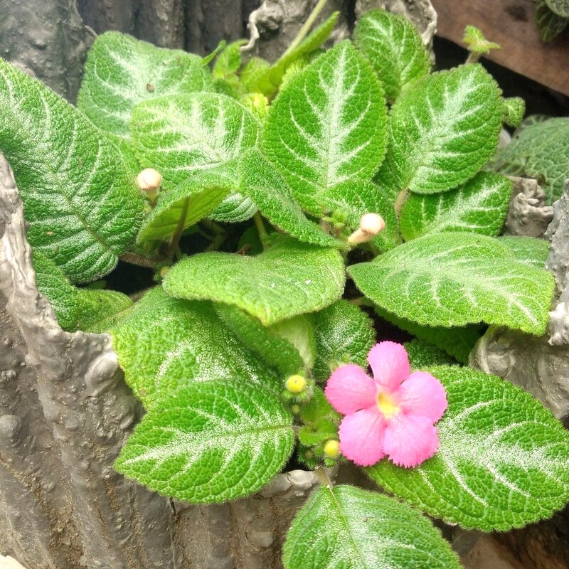 Episcia - Etsy