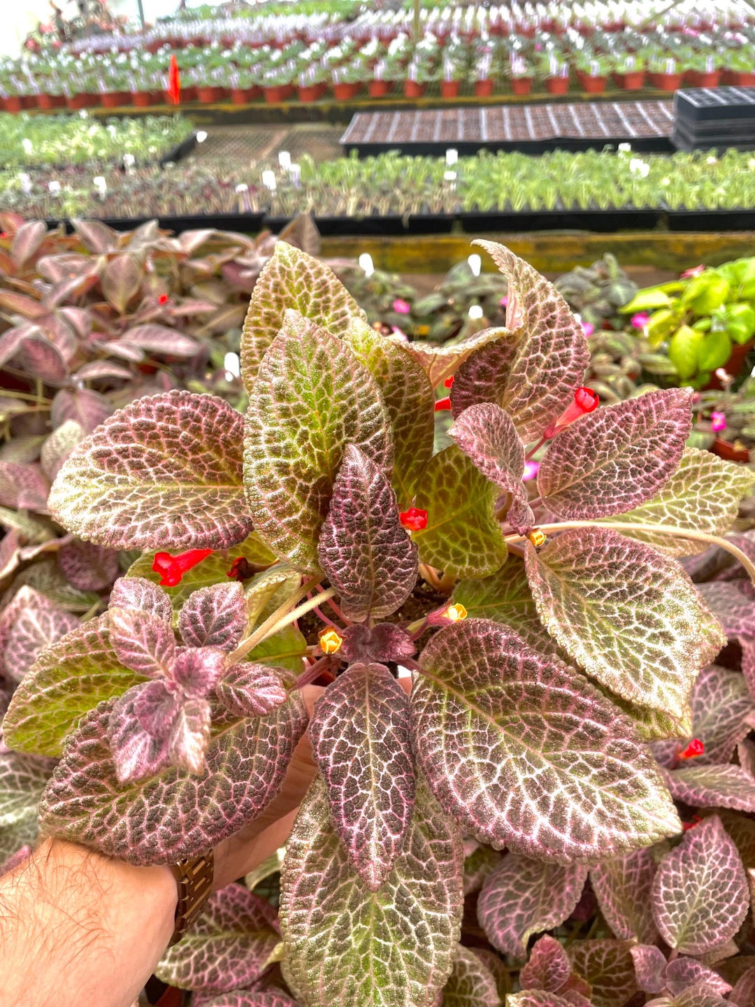 Episcia Pink Acajou Variegated Flowering African Violet Starter Plant ...