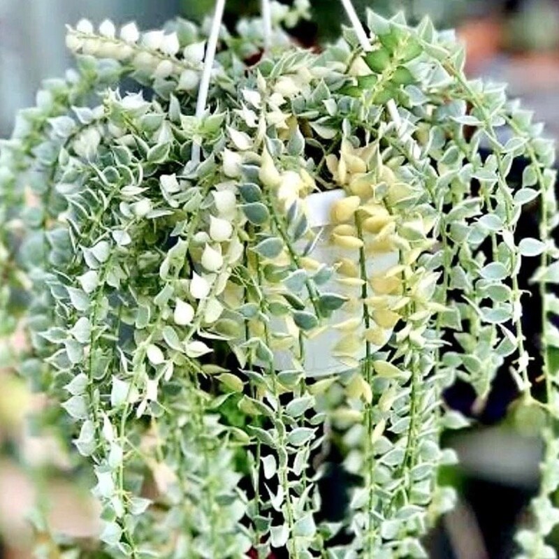 Variegated House Plants - Etsy