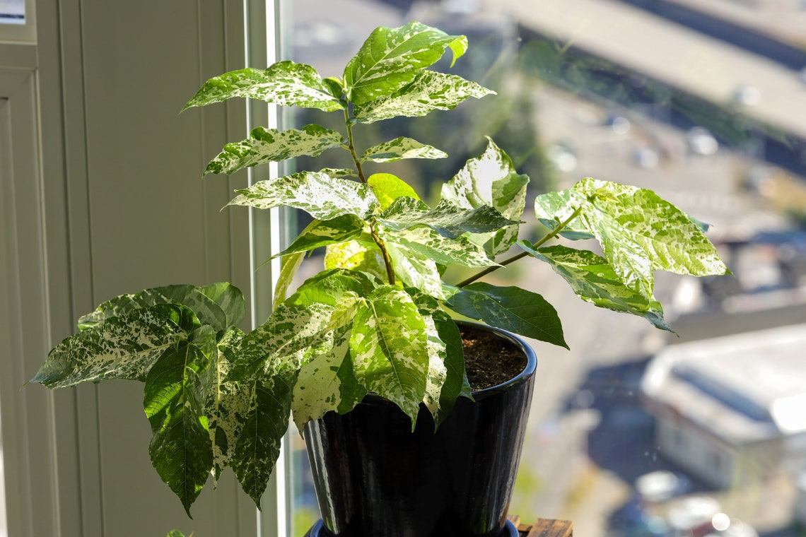 Ficus Aspera Clown Fig 4” Pot **(ALL Plants Require You to Purchase ANY ...