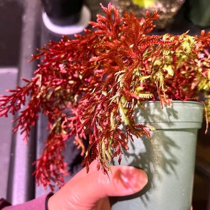 Unique Ruby Ring - Etsy