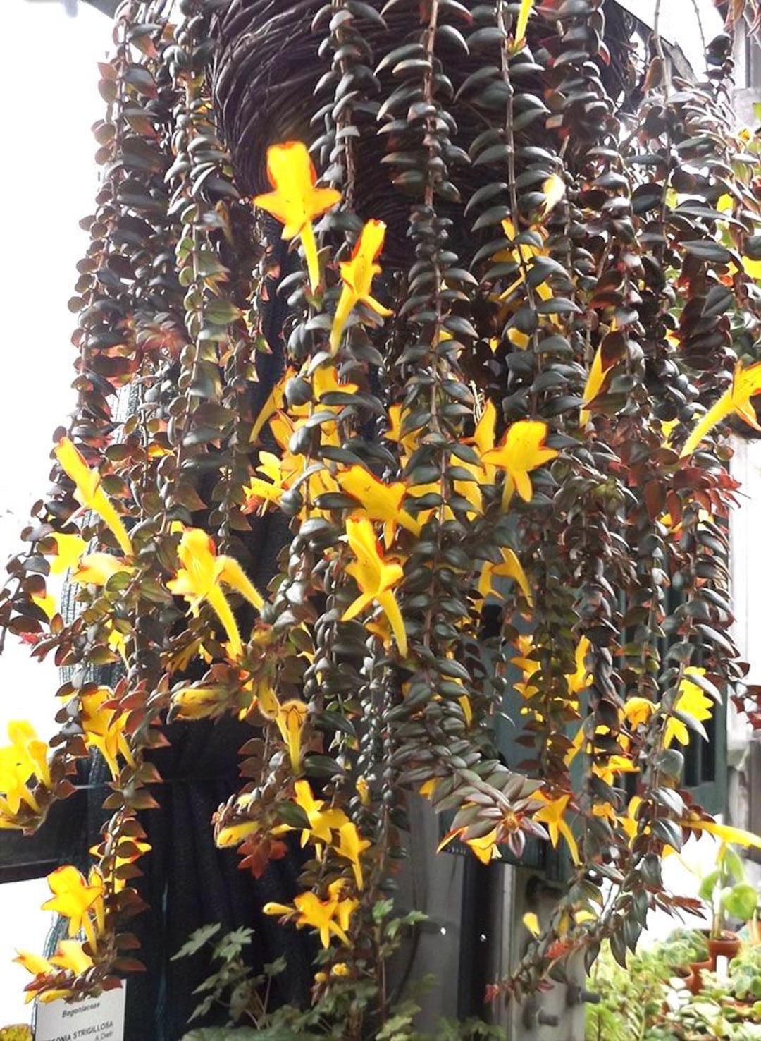 Columnea “hot Lips” Lipstick 2” Plant **(ALL Plants Require You to ...