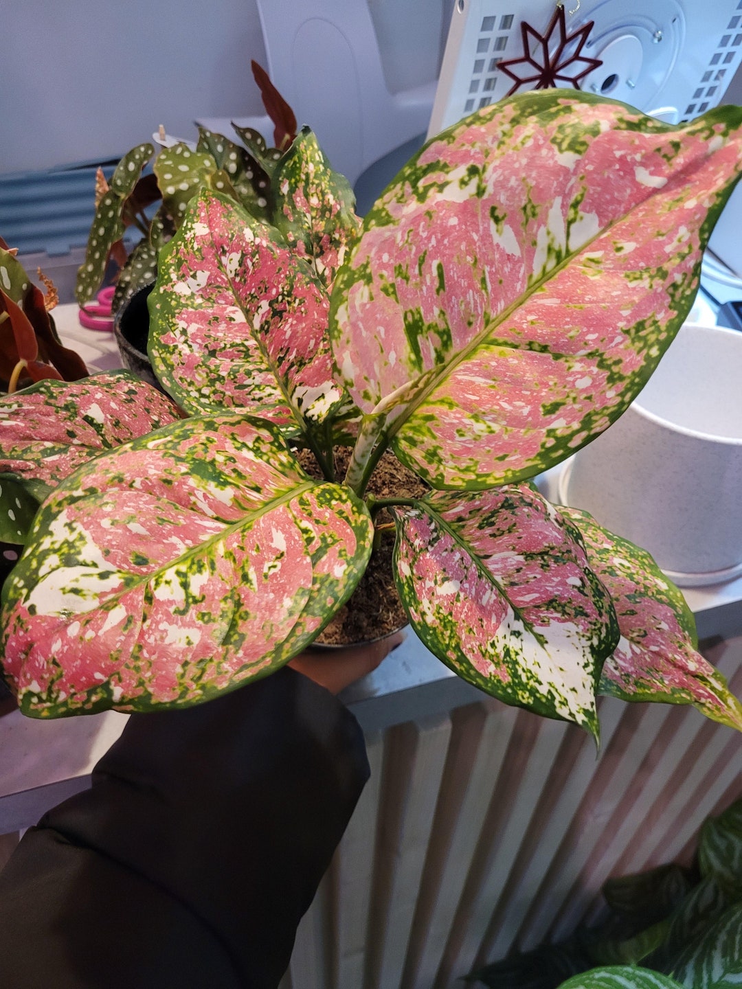 Aglaonema Ruby Ray 4” Plant **(ALL Plants Require You to Purchase ANY 2 ...