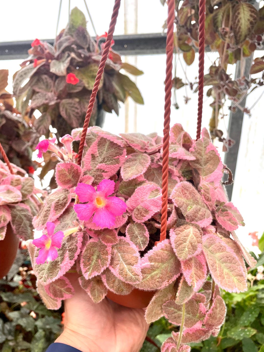 Episcia Pink Dreams Variegated Flowering African Violet 2” Plant **(ALL ...