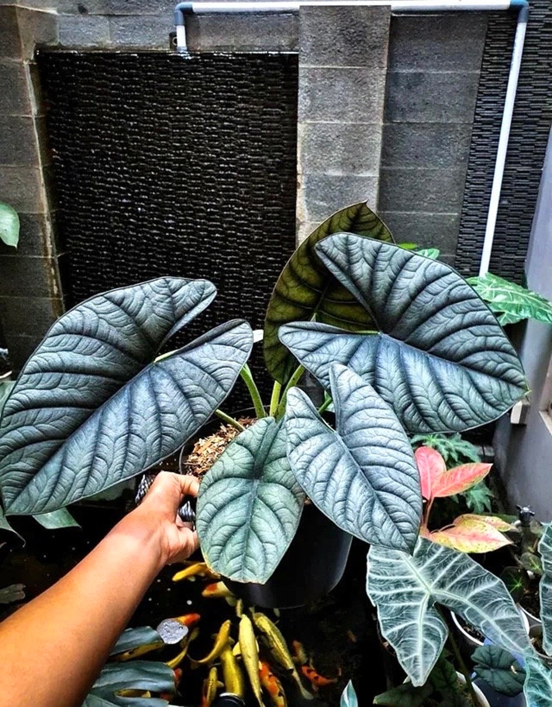 Alocasia Platinum Bisma “wide Form” RARE 2” Plant **(MUST Purchase ANY ...
