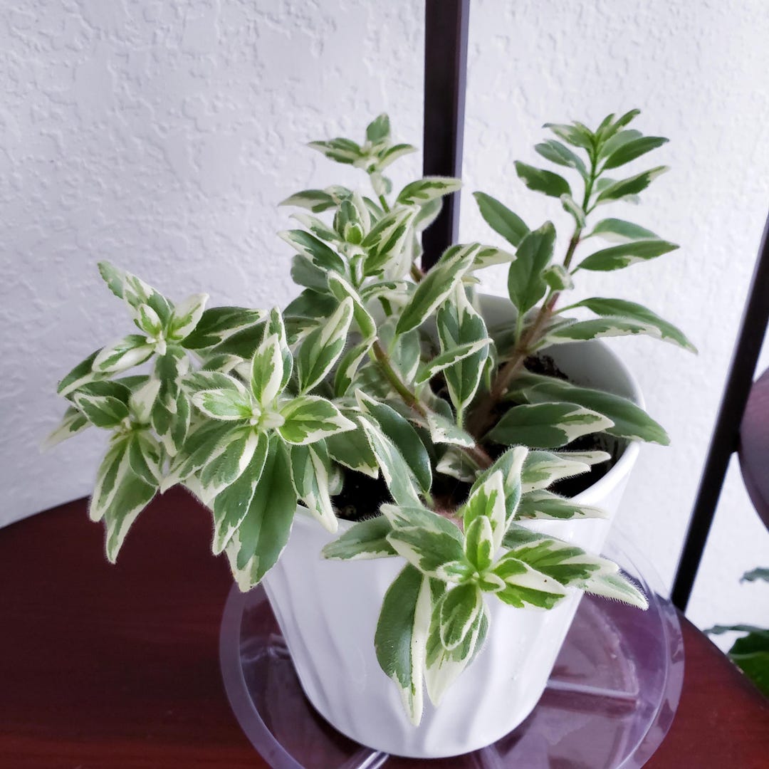 Columnea Hirta Variegated “light Prince” 2” Plant **(ALL Plants Require ...