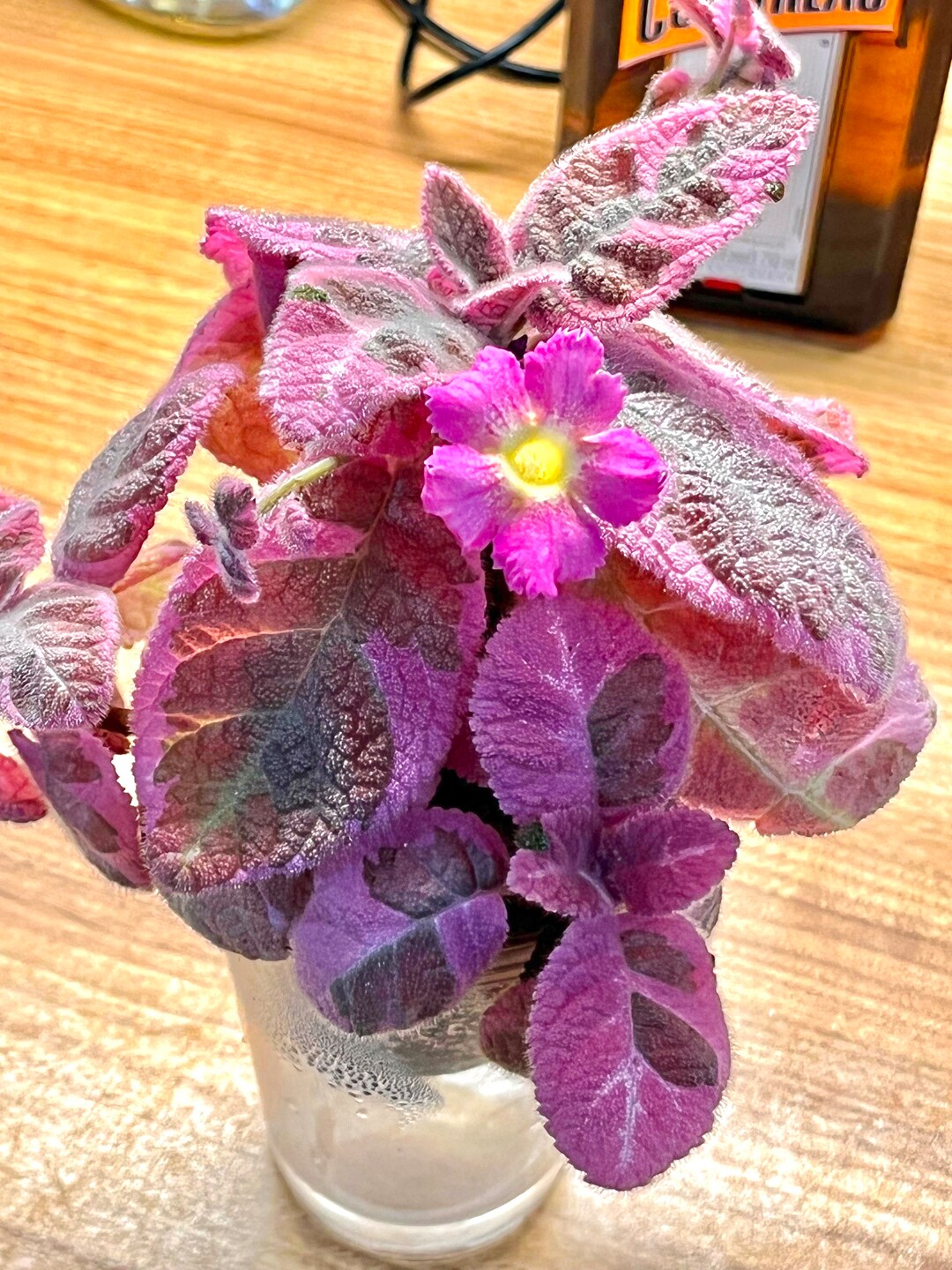 Episcia Pink Smoke Variegated Flowering African Violet 2” Plant **(ALL ...