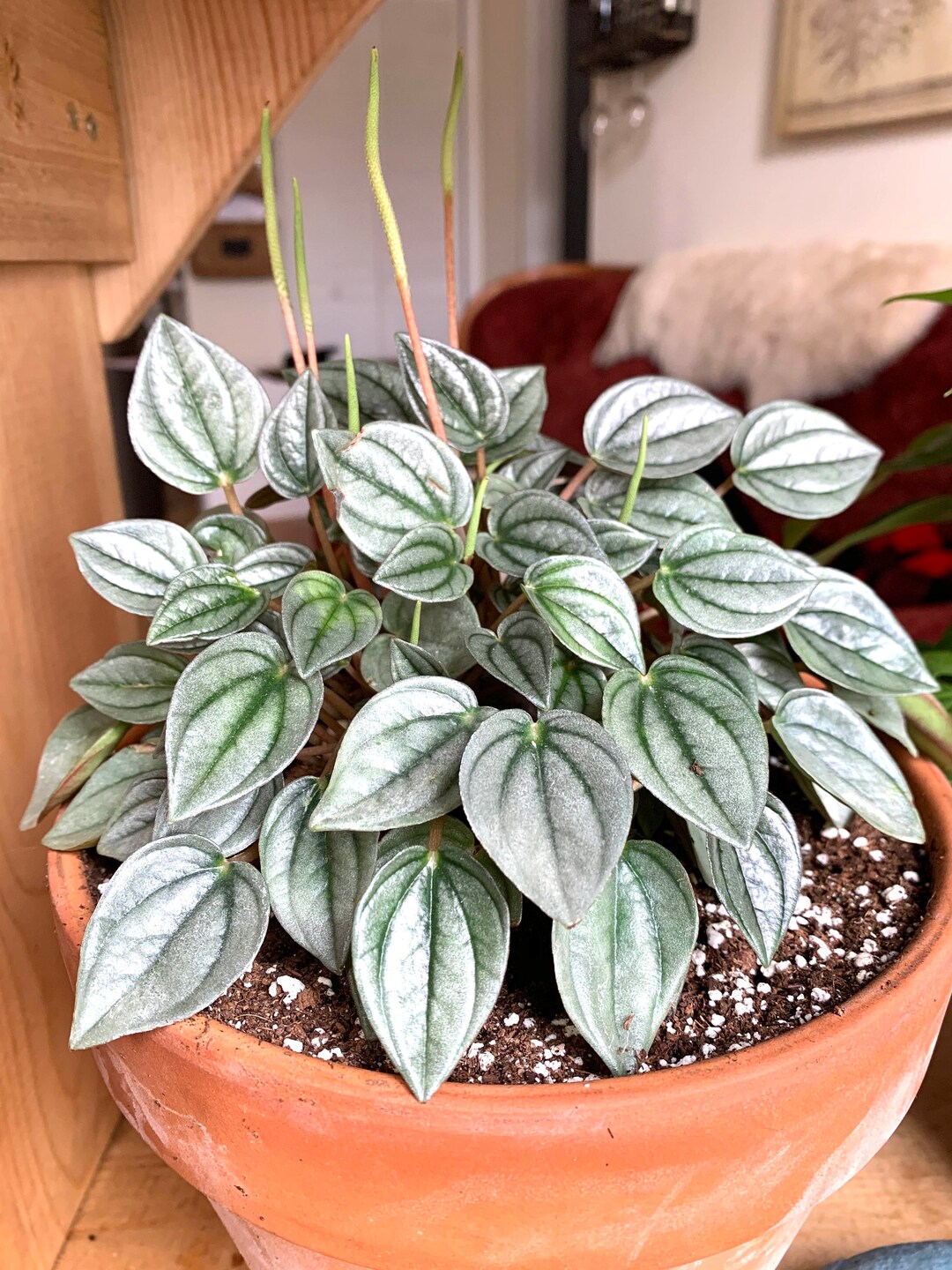 Peperomia Little Toscani Starter Plant **(ALL Plants Require You to ...