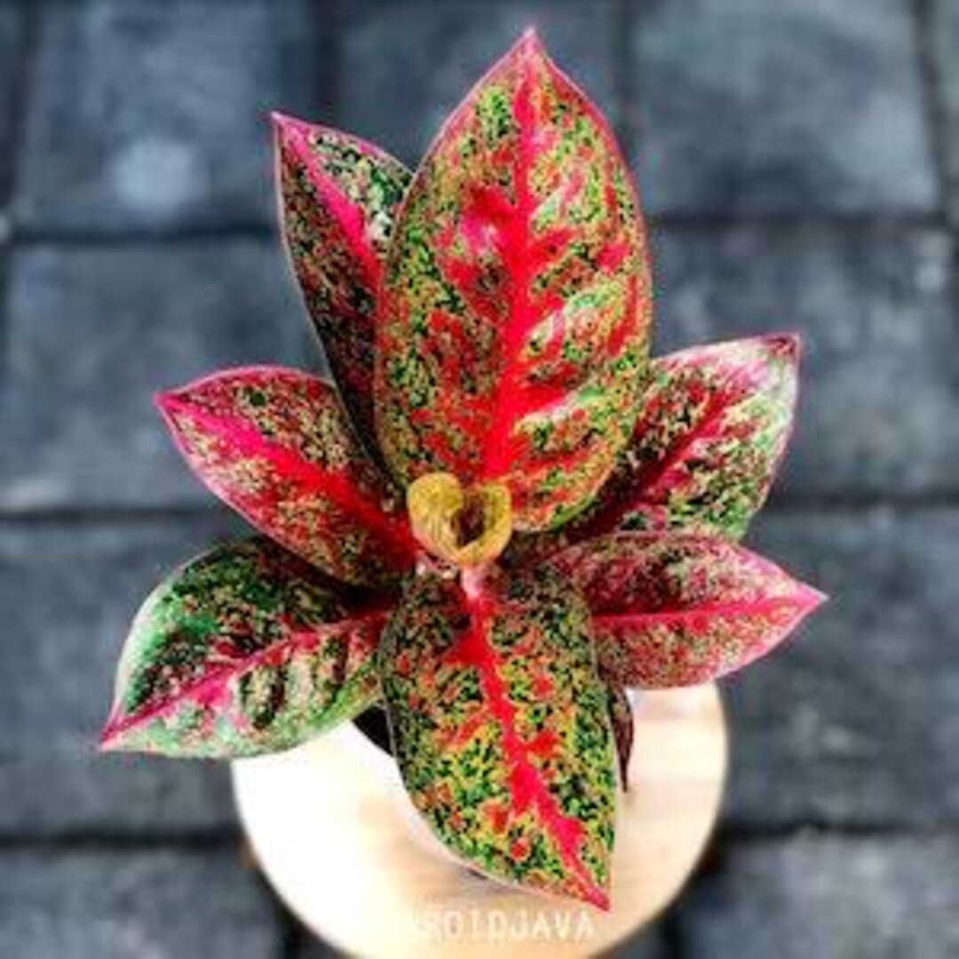 Aglaonema Red Stardust Rare 2” Plant **(ALL Plants Require You to ...