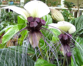 Tacca Chantrieri Black Bat Flower 4 Plant ALL Plants Require You to ...