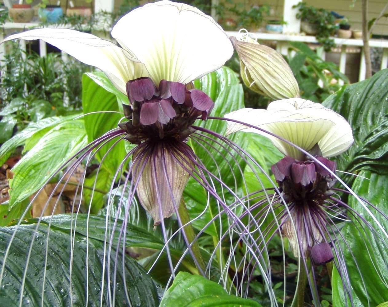 Tacca Integrifolia white Bat Flower Starter Plant ALL Plants Require You to Purchase ANY 2 Plants Etsy