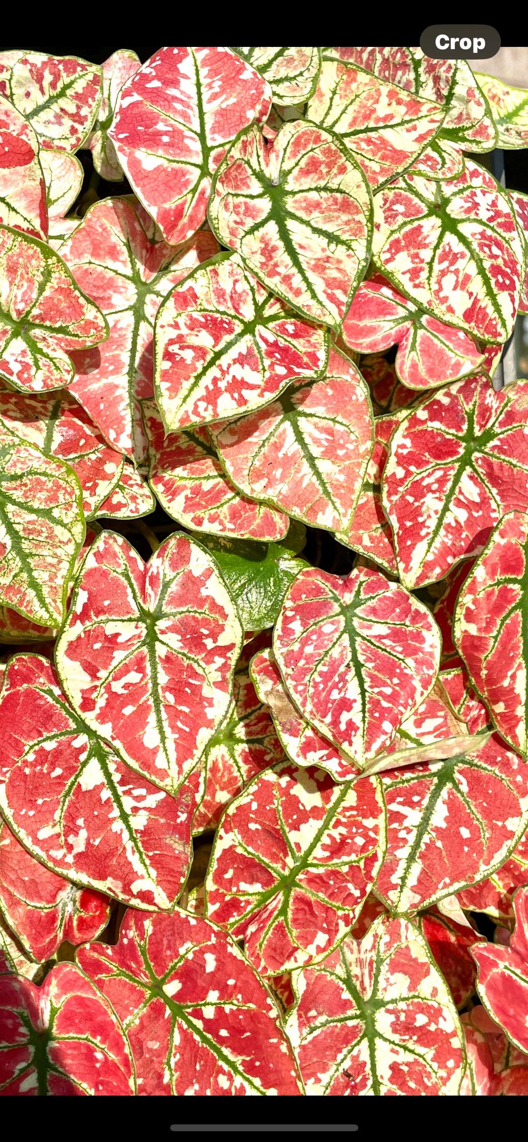 Caladium Fire Phoenix Elephant Ear Starter Plant **(ALL Plants Require ...