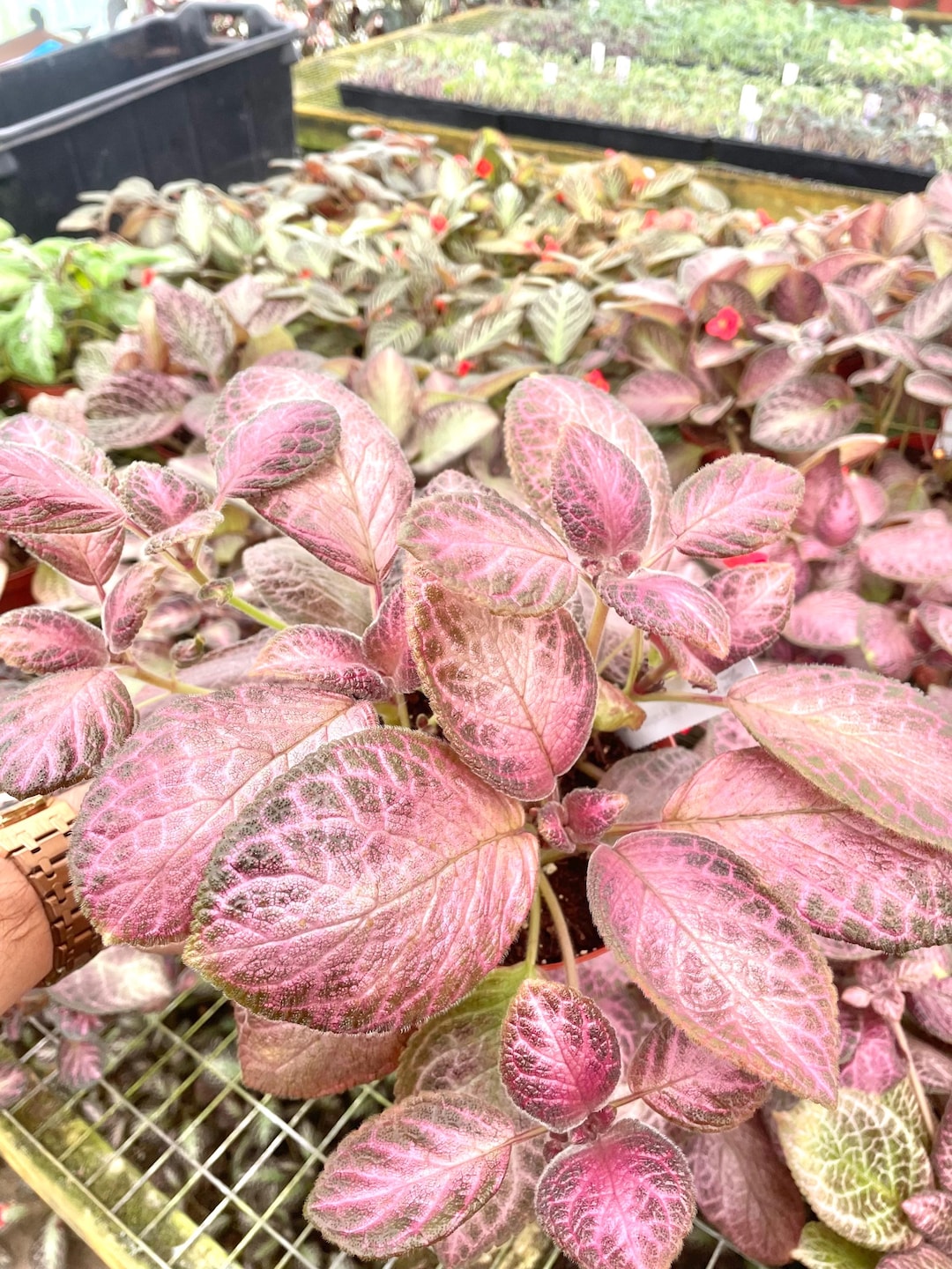 Episcia Pink Strawberry Fields Variegated Flowering African Violet 4 ...
