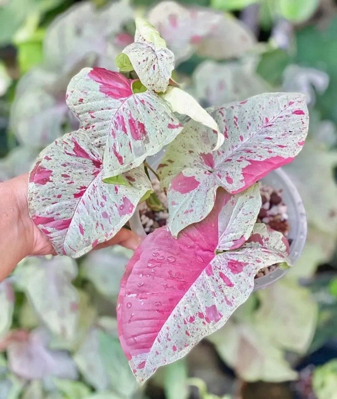 Syngonium Milk Confetti Starter Plant **(ALL Plants Require You to ...