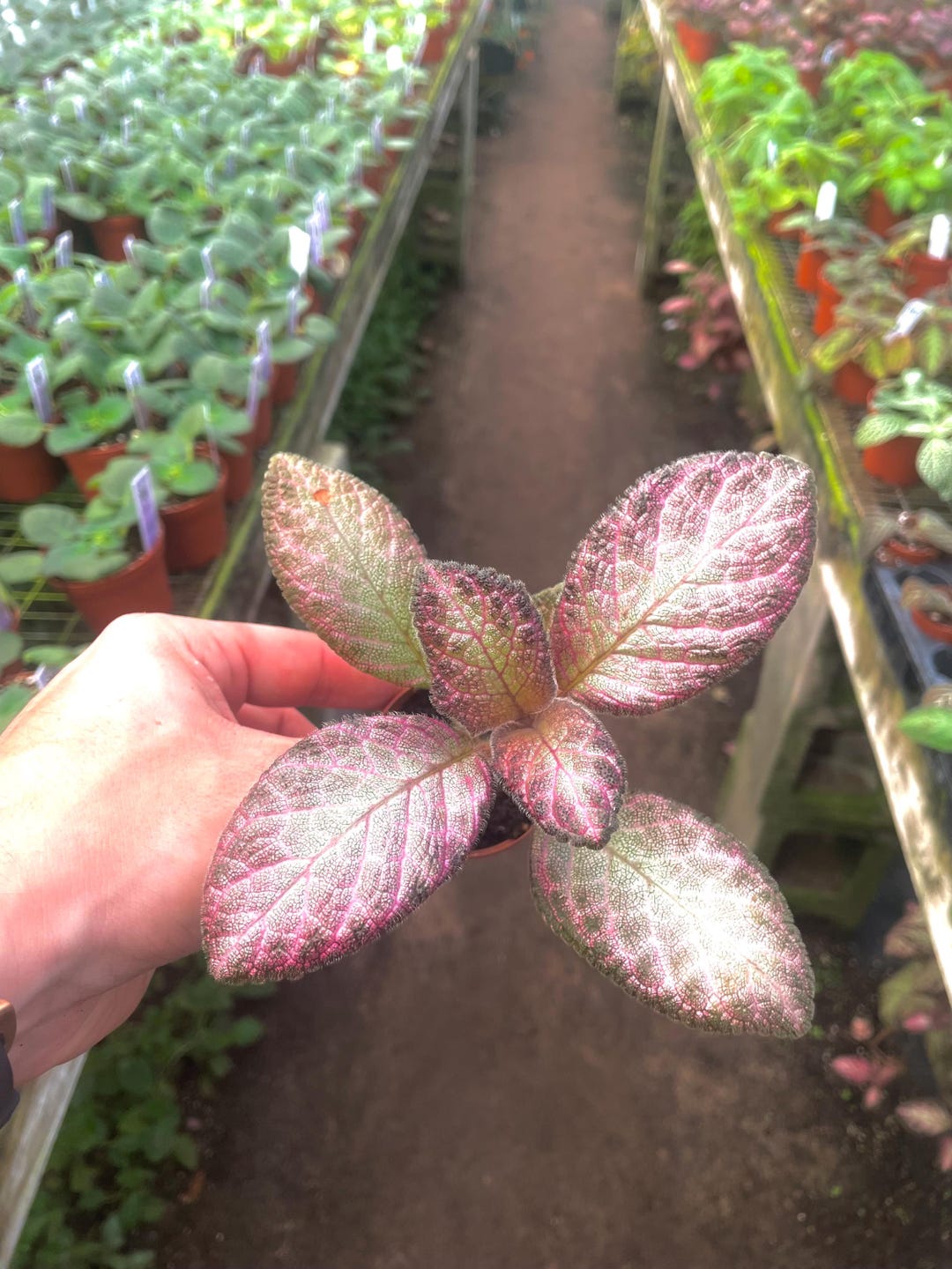 Episcia Pink “country Star” Variegated Flowering African Violet 2 ...