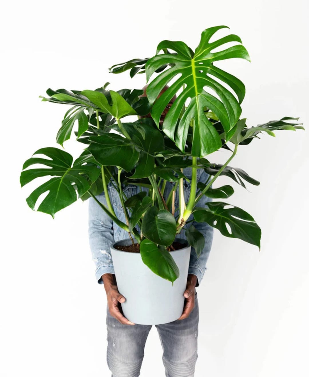Monstera Deliciosa Round Form Starter Plant **(ALL Plants Require You ...