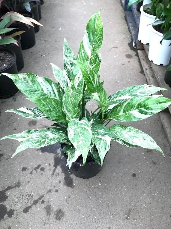 Domino peace lily store