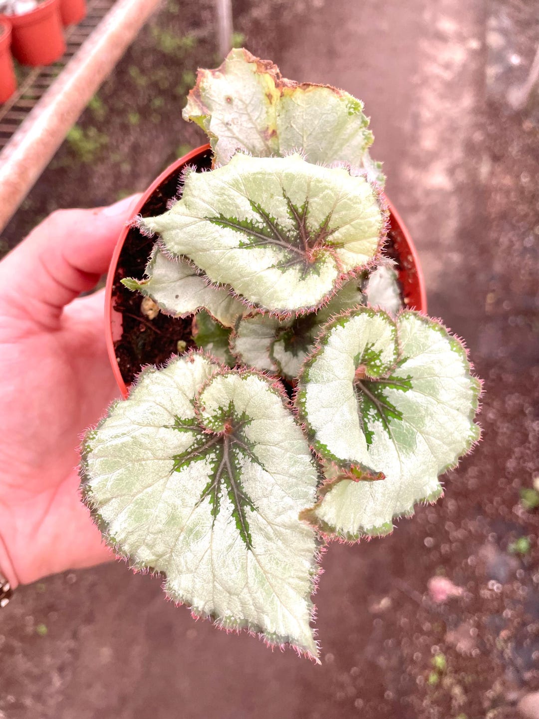 Begonia Rex Java Escargot Starter Plant **(ALL Plants Require You to ...