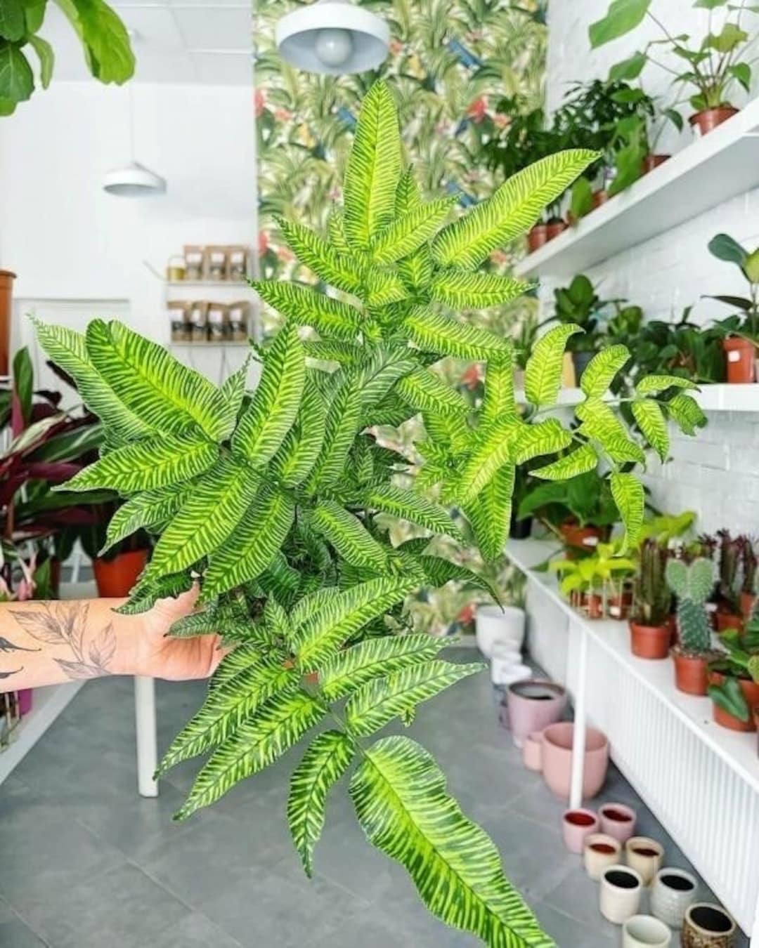 Golden Zebra Bamboo Fern Coniogramme Emeiensis Starter Plant **(ALL ...