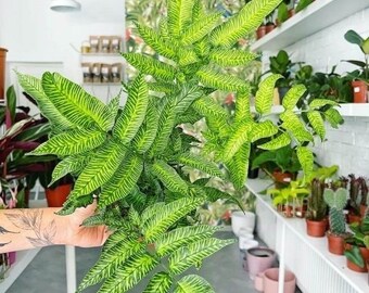 Golden Zebra Fern Starter Plant ALL STARTER PLANTS Require You to ...