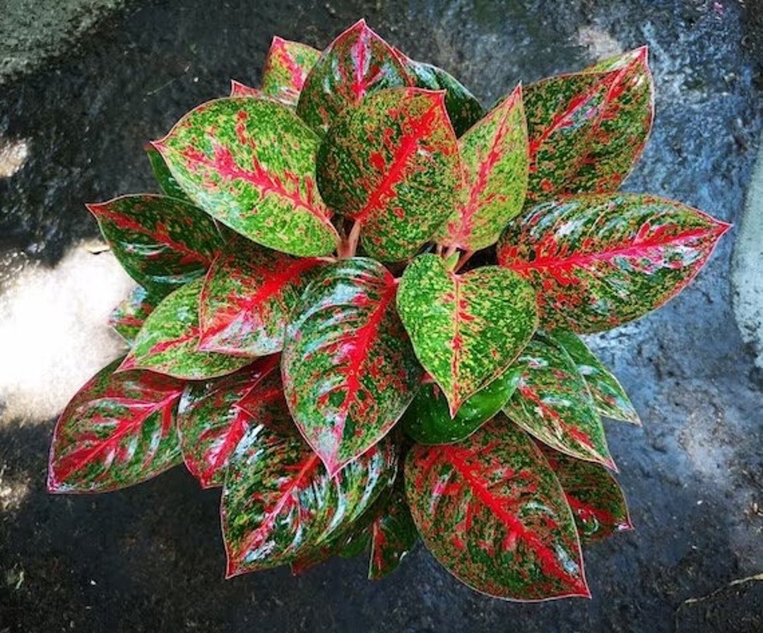 Aglaonema Gold Powder XL Plant **(ALL Plants Require You to Purchase ...