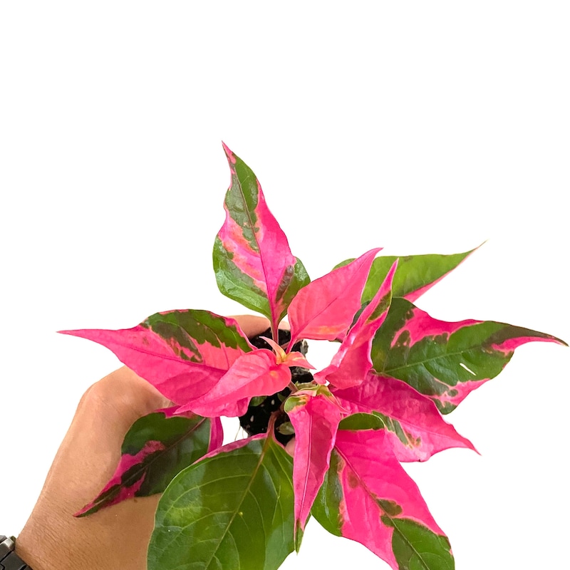Pink Party Time Plants - Etsy