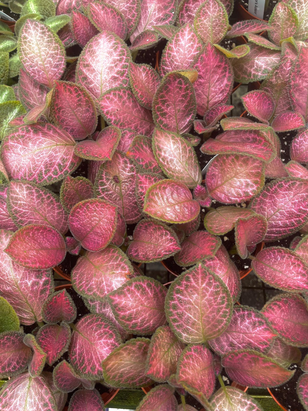Episcia Pink Alice Aussie’s Variegated Flowering African Violet 4 ...