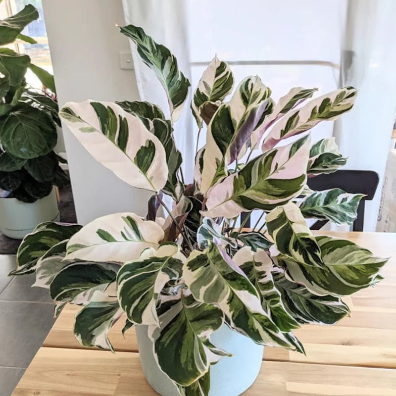 Calathea Large Plant - Etsy