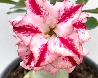 Variegated Desert Rose Milky Way adenium Obesum Starter Plant ALL ...