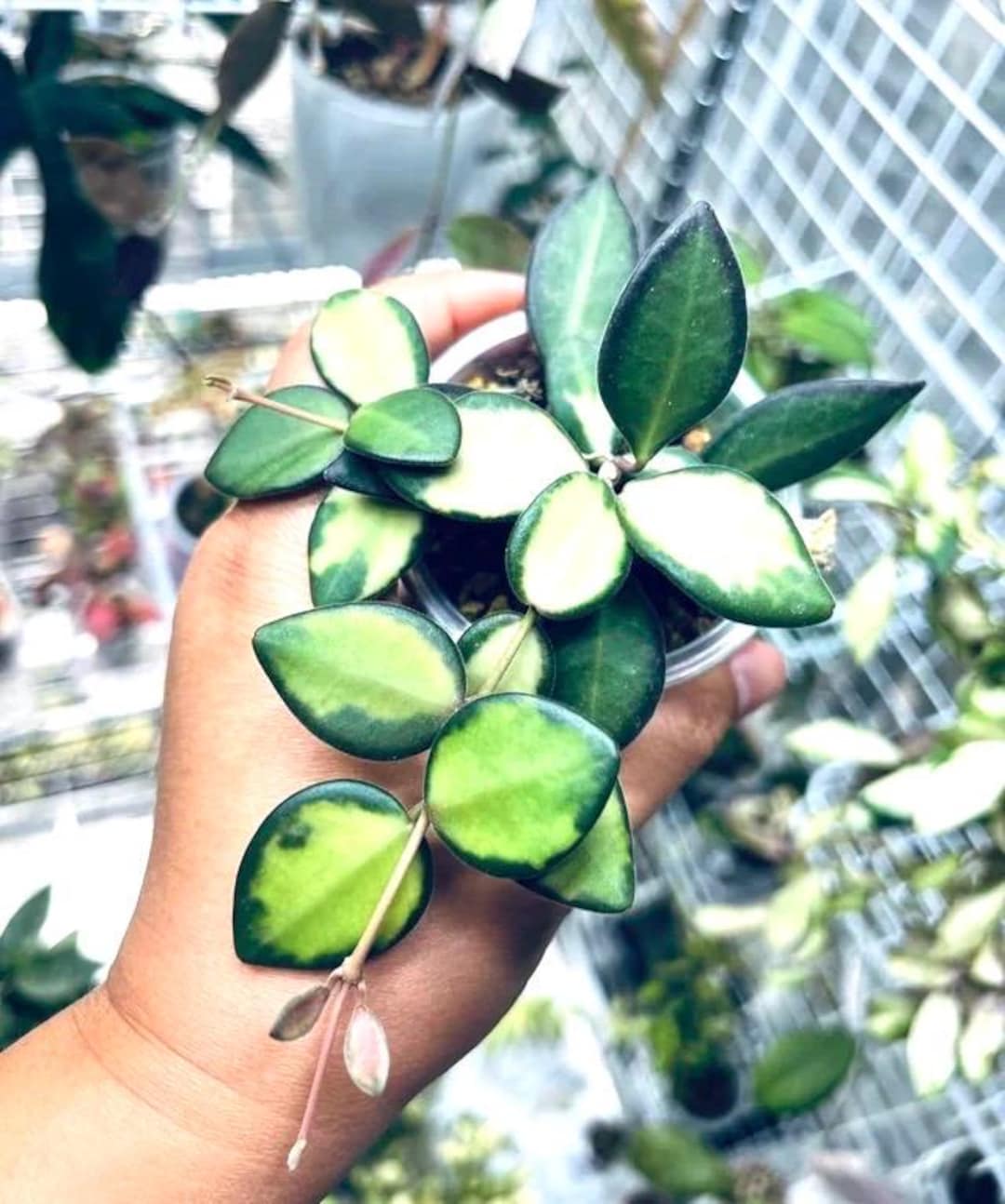 Hoya Burtoniae DS-70 Variegated Starter Plant **(ALL Plants Require You ...