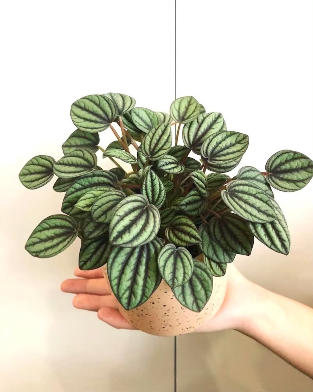 Peperomia Piccolo Banda Starter Plant **(ALL Plants Require You to ...