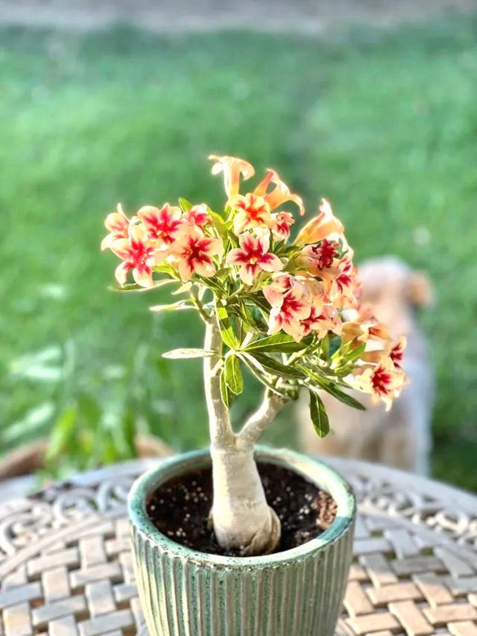 Desert Rose “star Cluster” Adenium Obesum Rare Flower Starter Plant ...