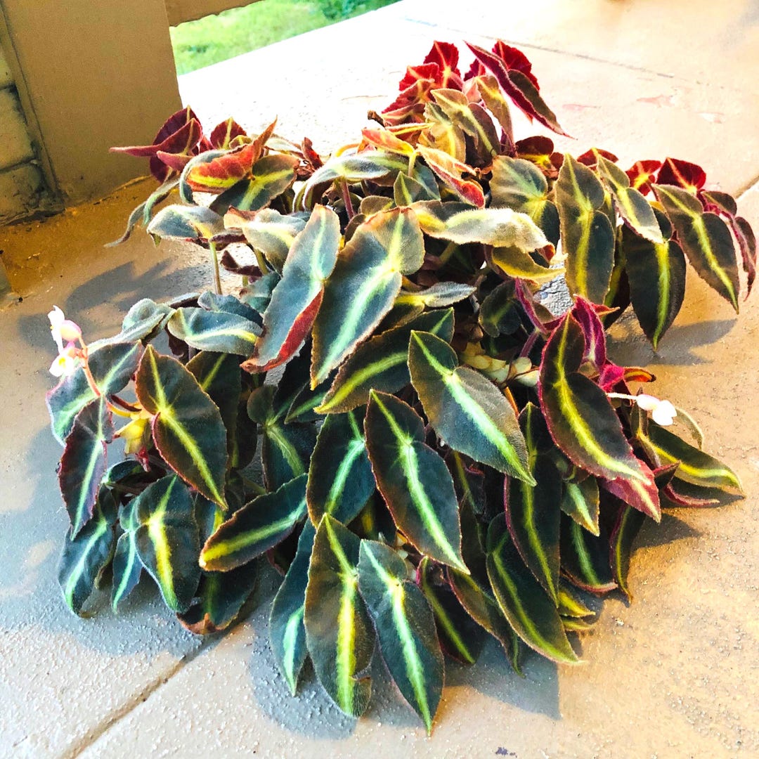 Begonia Listada “striped Begonia” Rare Starter Plant **(ALL Plants ...